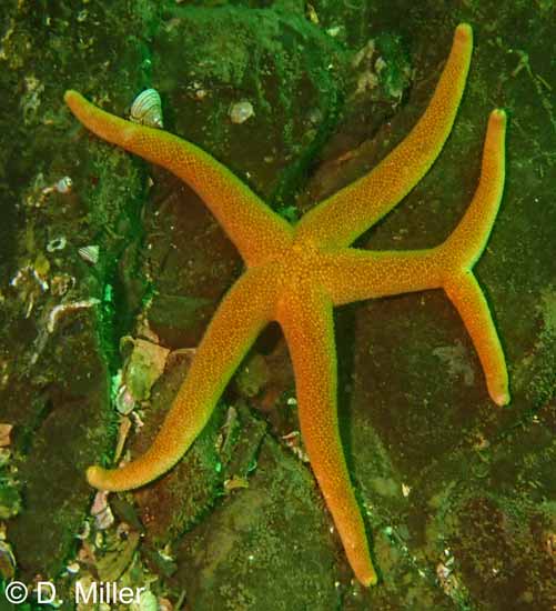 Aberrations-Mutations-Twins